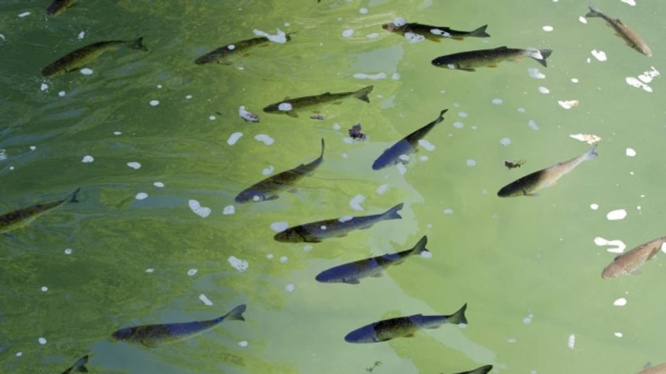 Die Fische im Rhein leiden weiter - Audio & Podcasts - SRF