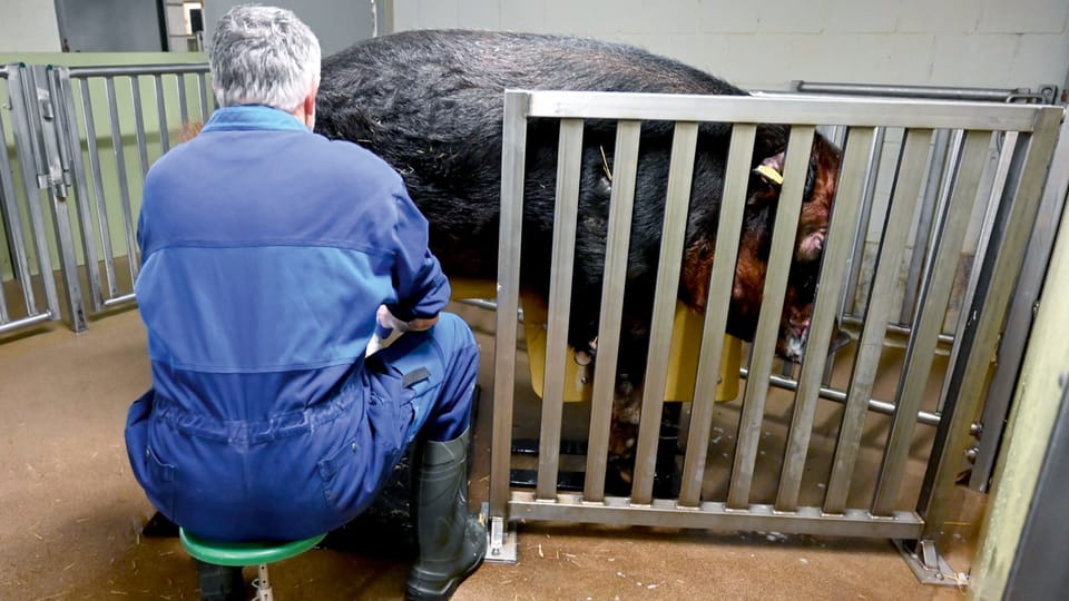 Besuch beim grössten Schweizer Unternehmen für Schweine-Besamung - News ...