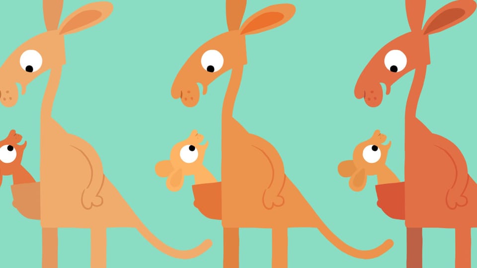 S Känguru - Animanimals - Play SRF