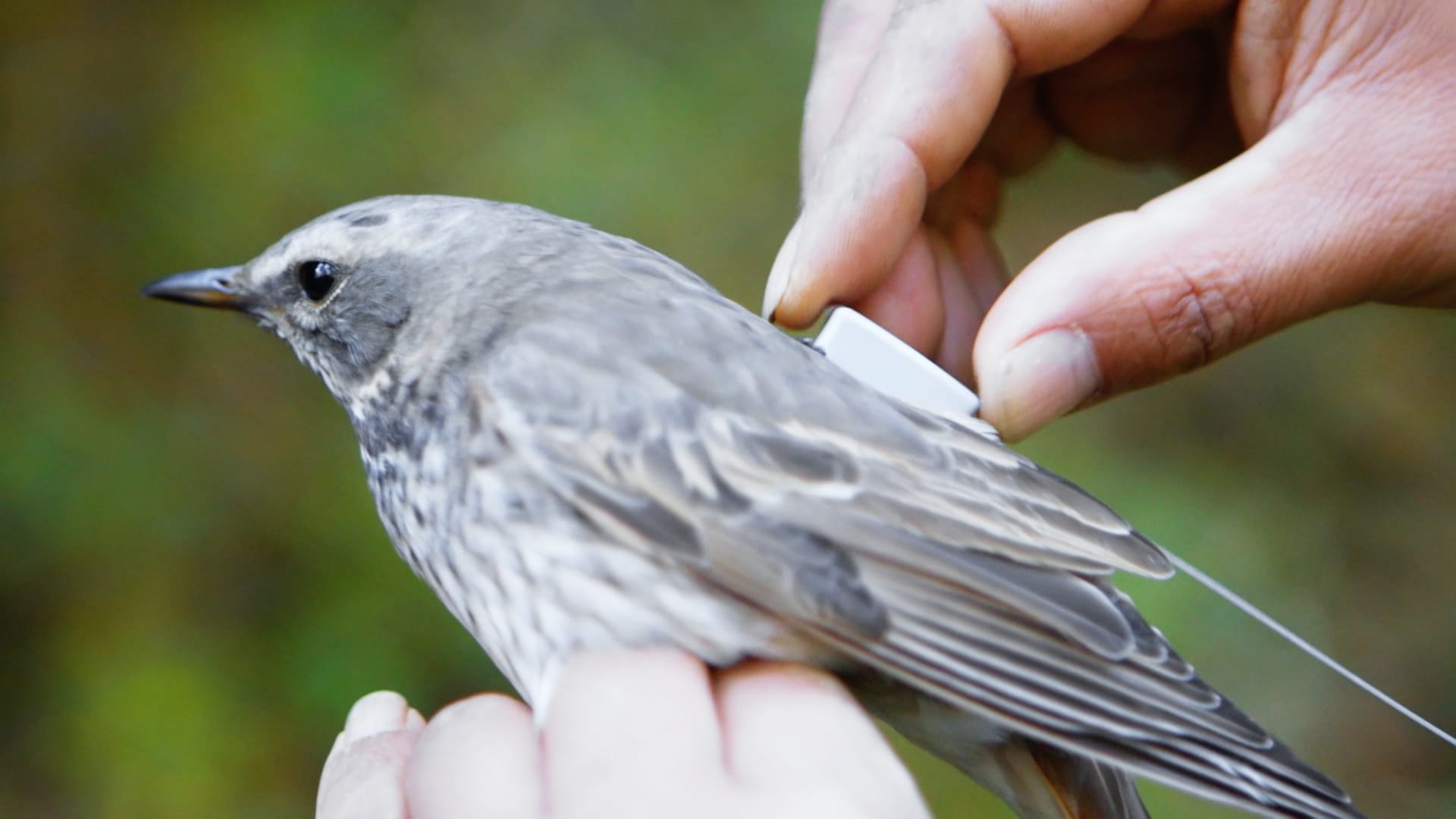 Calcularis: Neuartige Lernsoftware gegen Rechenschwäche - Einstein ...