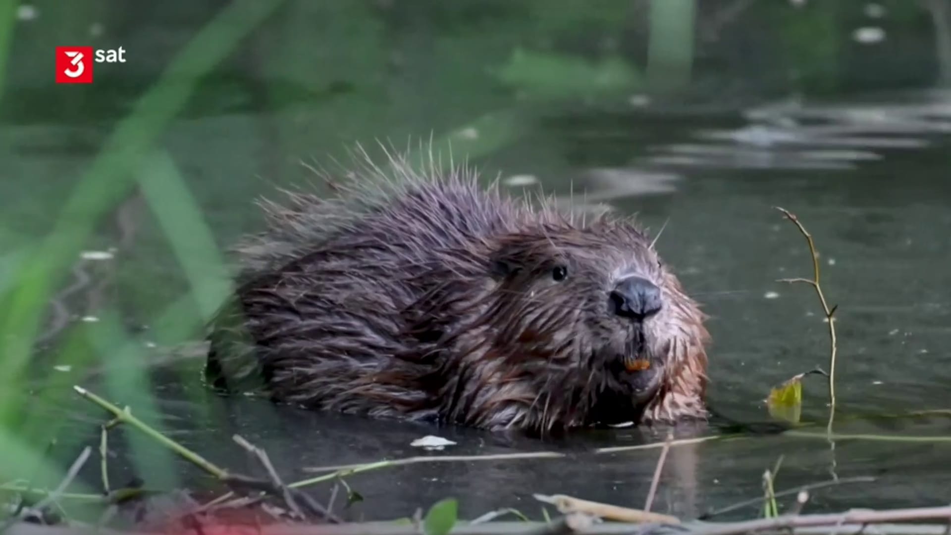 SRF school - Politik und Gesellschaft: Steuern (4/9) - Play SRF