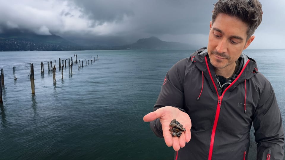 Invasive Quagga-Muscheln: Kollabierende Seen und Millionenschäden - Einstein - Play SRF