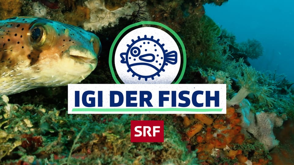 Igi der Fisch - Play SRF