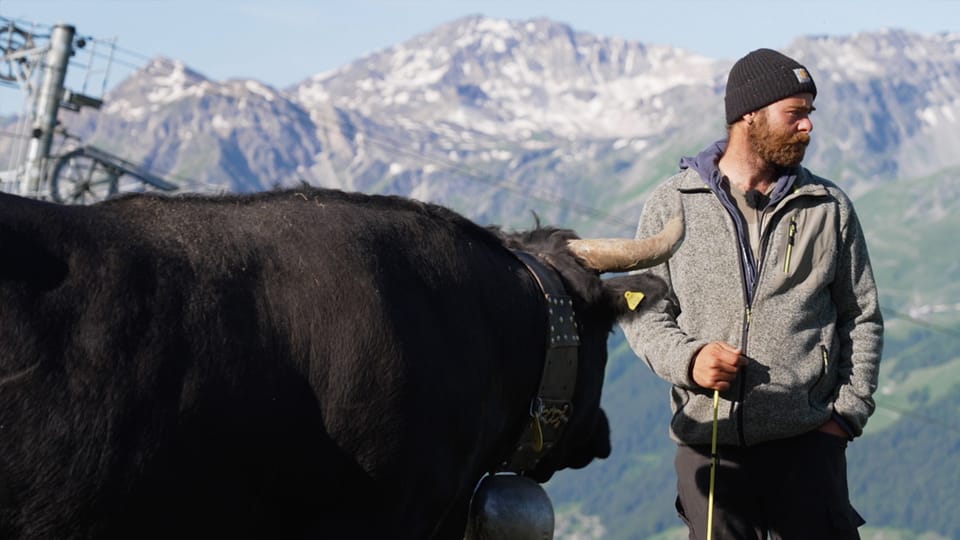 Start des Alp-Abenteuers: Hat Martin seine Eringerkühe im Griff ...