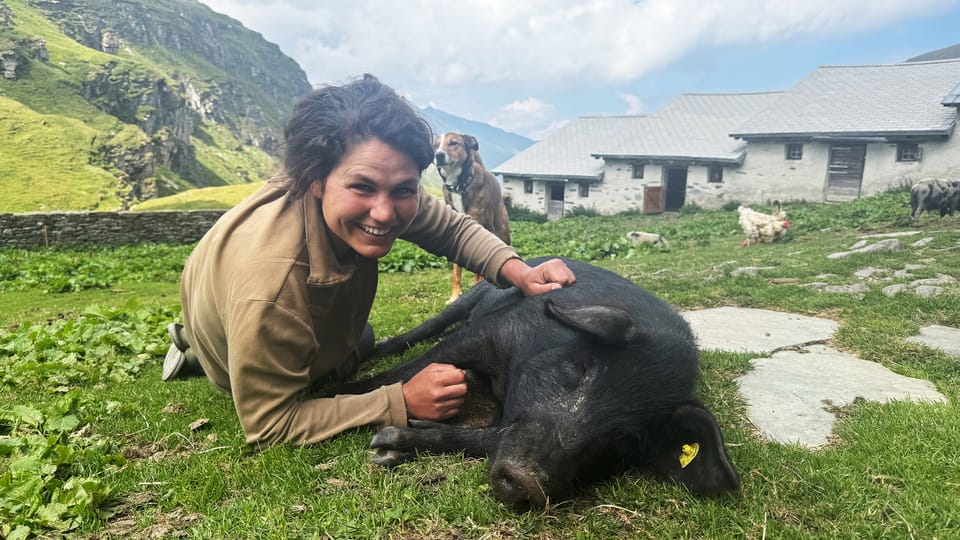 Minischweine in Todesangst und Gedanken übers Aufgeben (Staffel 5 ...