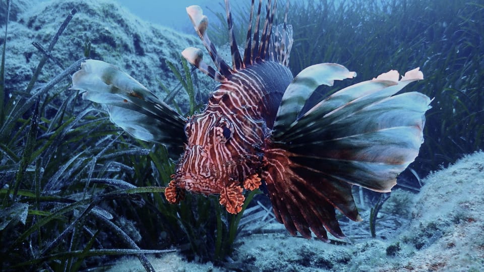 Mittelmeer in Gefahr – Wie der Klimawandel das Leben unter Wasser ...