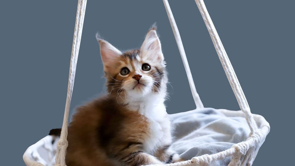 Hund und Katze: Früh Vertrauen schaffen | Teil 1 - Einstein - Play SRF