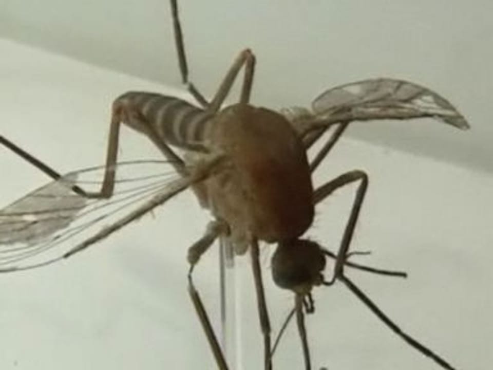 10 vor 10 - Malaria - Play SRF