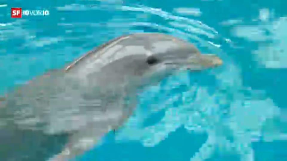 Newsflash - 10 vor 10 - Play SRF