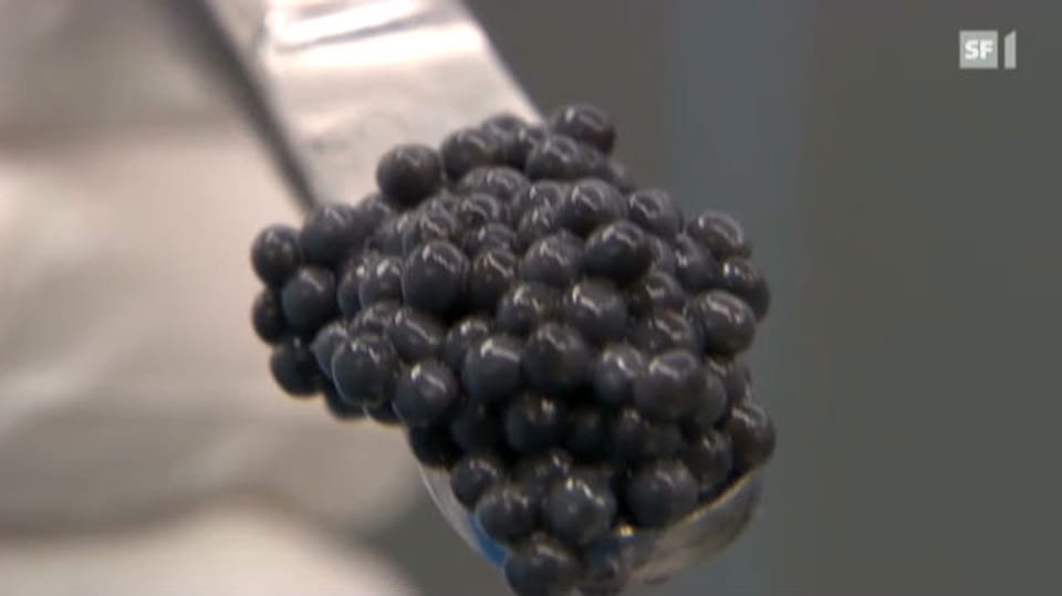 Kaviar aus der Schweiz - Einstein - Play SRF