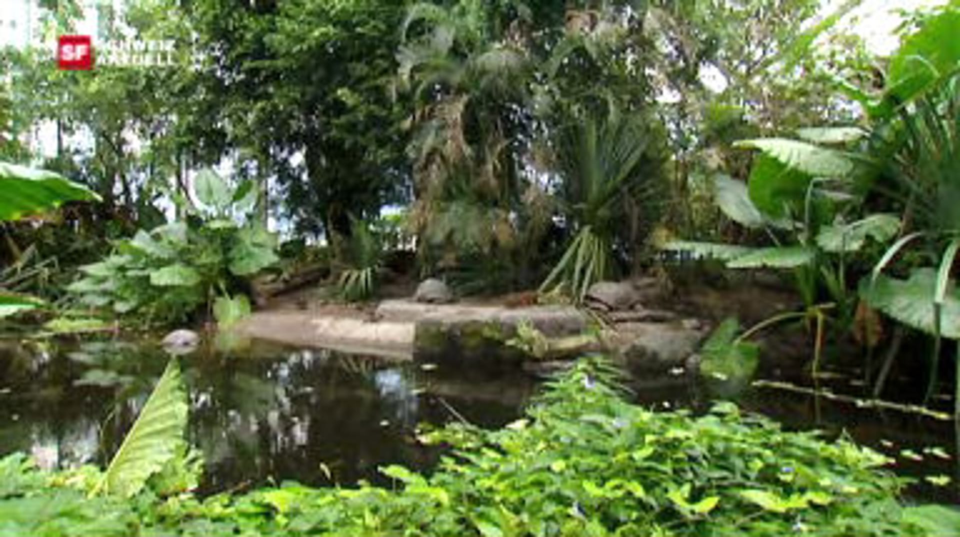 Masoala-Halle - Schweiz aktuell - Play SRF