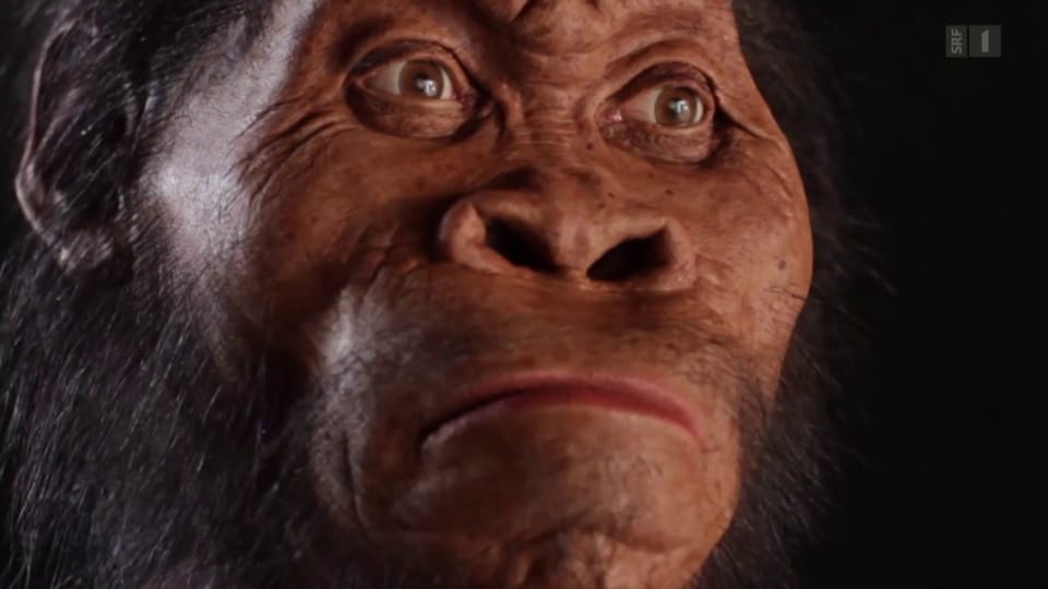 Unsere Vorfahren - Was steckt vom Urmenschen heute noch in uns ...
