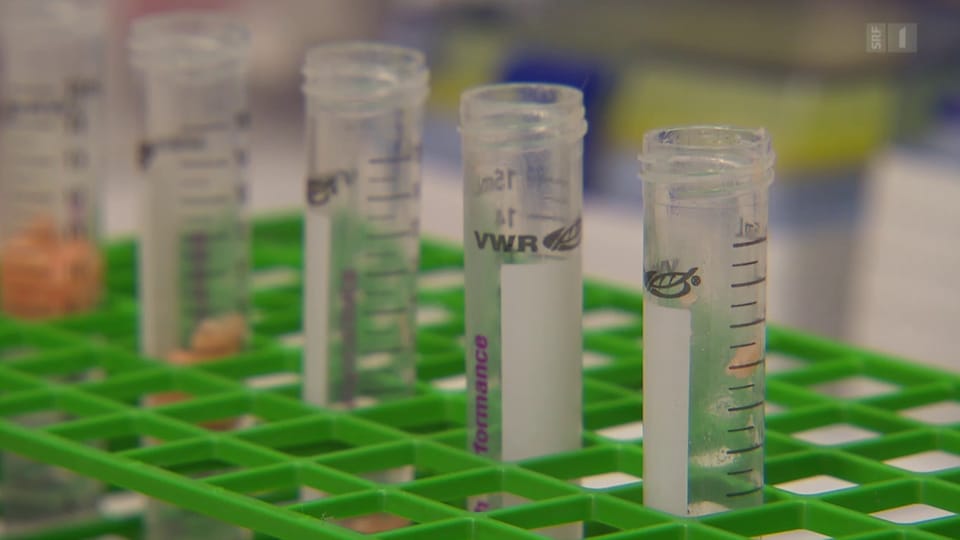 Pestizide im Zuchtlachs: Giftige Chemikalien auf dem Teller ...