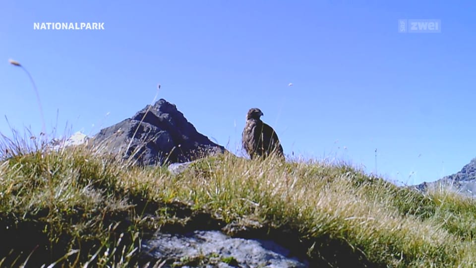 100 Jahre Nationalpark, Teil 4 / Wiederholung - NETZ NATUR - Play SRF