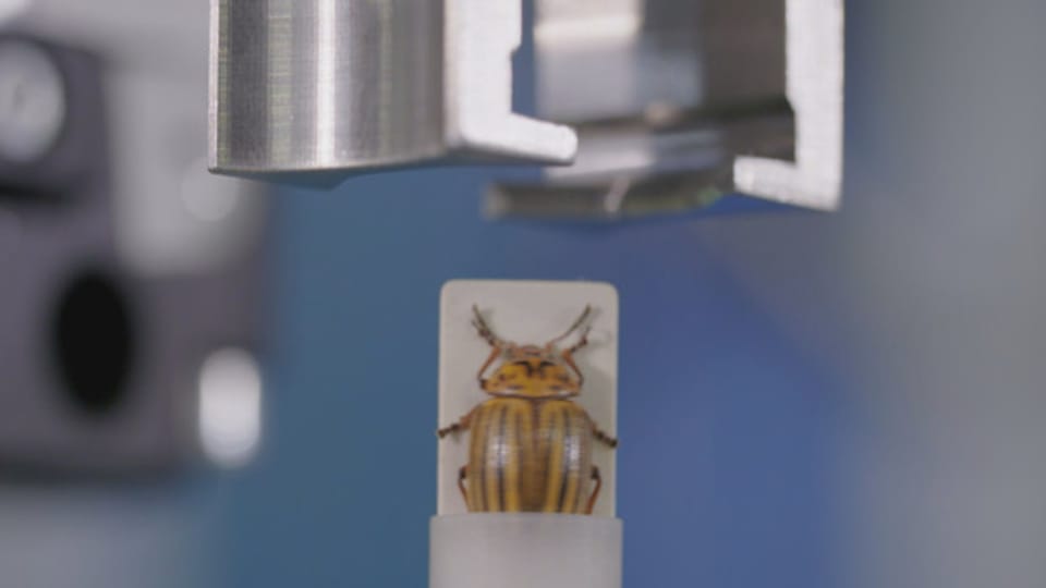 Kartoffelkäfer - Einstein - Play SRF