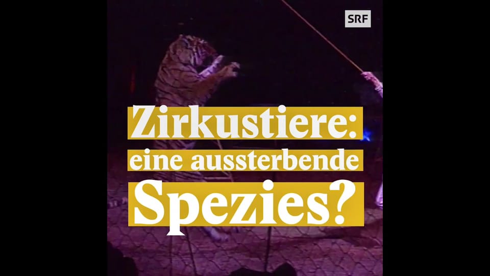 Tiere im Zirkus - Nouvo SRF - Play SRF