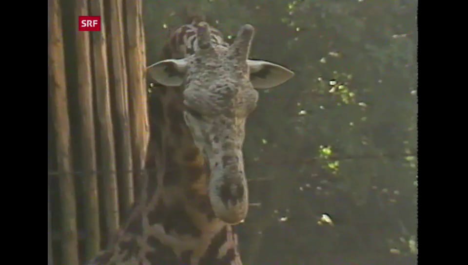 Okapi-Geburt im Basler Zoo - Karussell - Play SRF