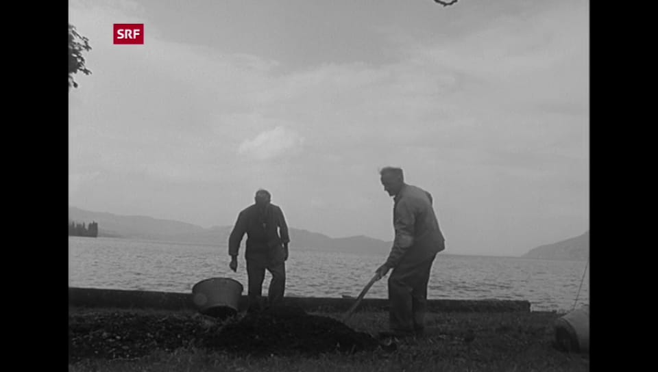 Fischsterben Zugersee - Antenne - Play SRF