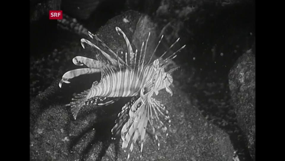 Meerwasser Aquarium-Tiere im Zoo - Antenne - Play SRF