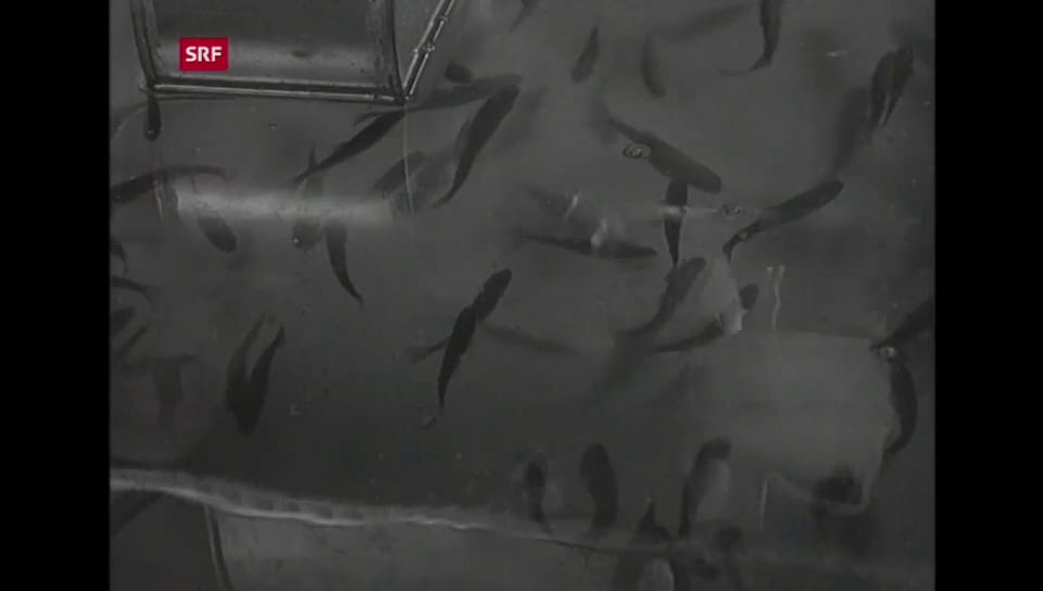 Das Aquarium - Antenne - Play SRF