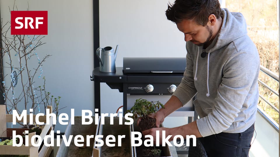 Michel Birri ersetzt seine Plastikpflanzen mit Wildblumen - Mission B ...