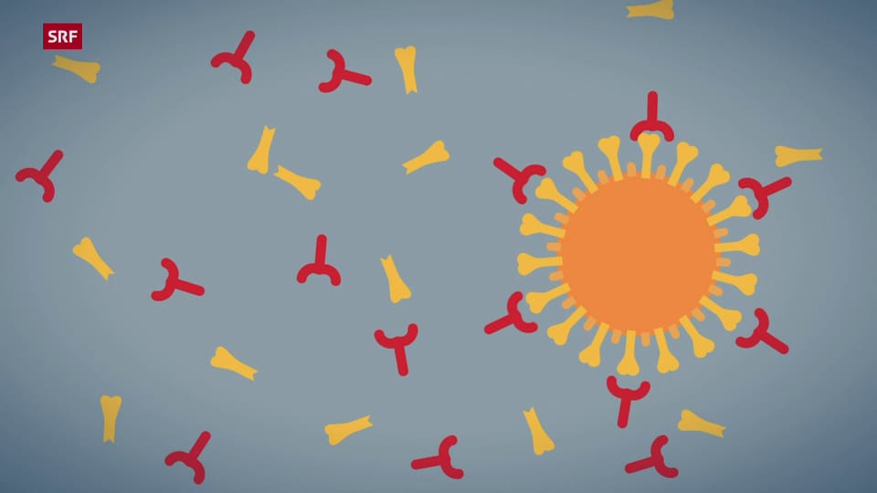 So funktionieren mRNA-Impfstoffe - Puls - Play SRF