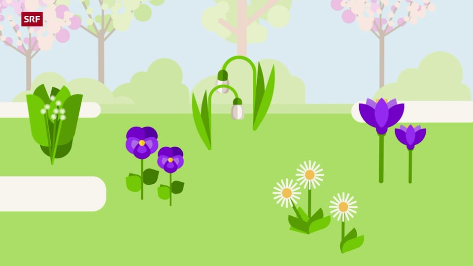 Was ist ein Frühblüher? - SRF Kids News - Play SRF