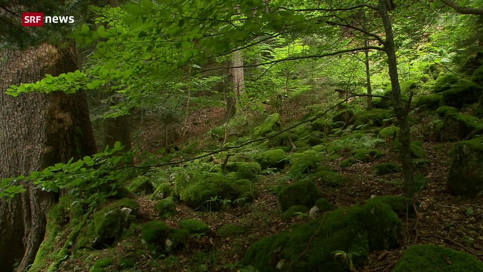 Unesco ehrt Schweizer Wälder - Tagesschau - Play SRF
