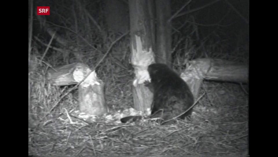 Auf der Aare zum Bielersee: Biberforscher Peter Hohler - SF Spezial ...