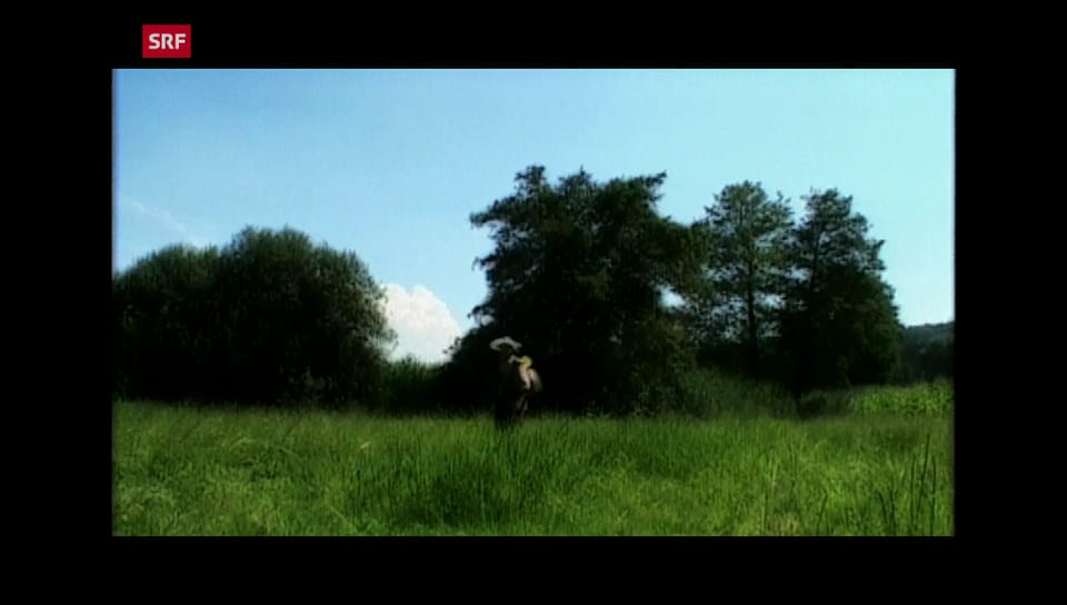 Scharmör - Oops! - Play SRF