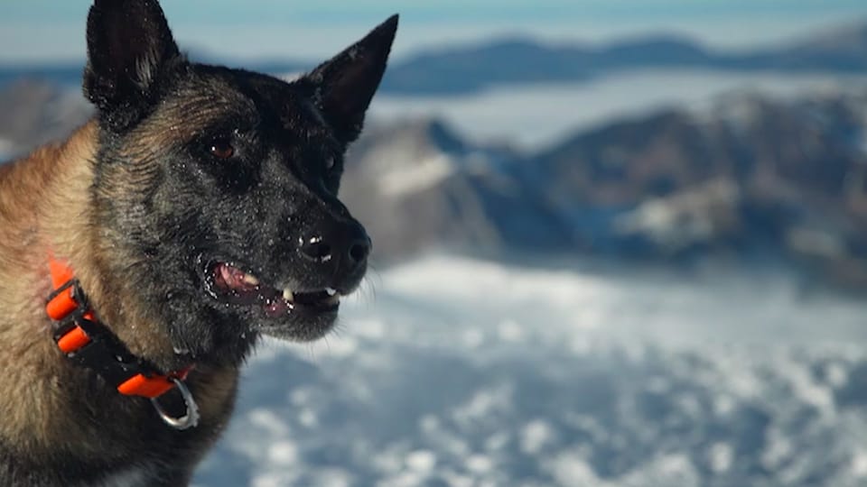 Eik – Lawinensuchhund im Einsatz - Powerhunde - Play SRF