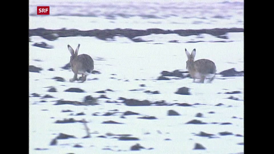 Valentinstag - Oops! - Play SRF