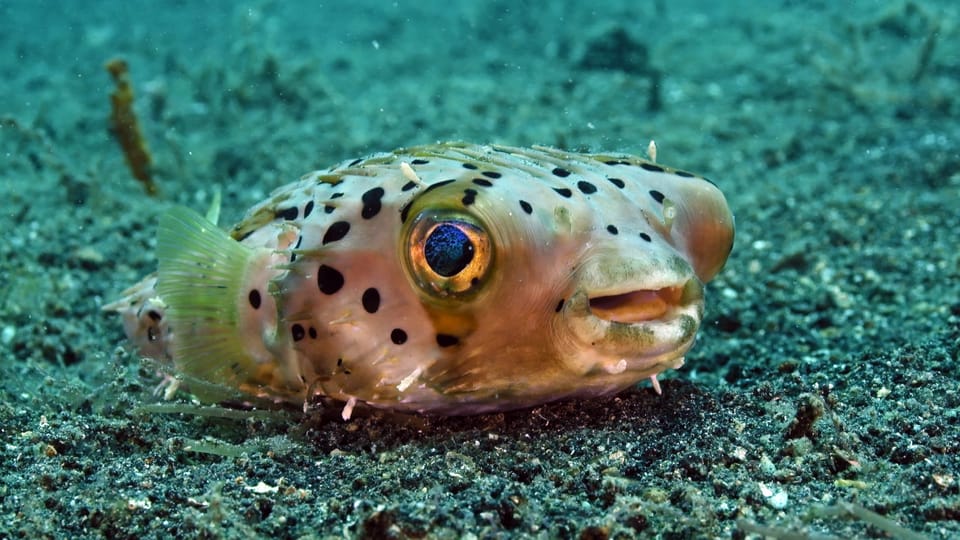 Igi der Fisch – Folge 1 - Play SRF