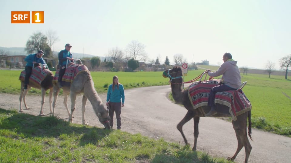 Unterwegs auf Kamelen im Zürcher Unterland - Outdoor-Reporter - Play SRF