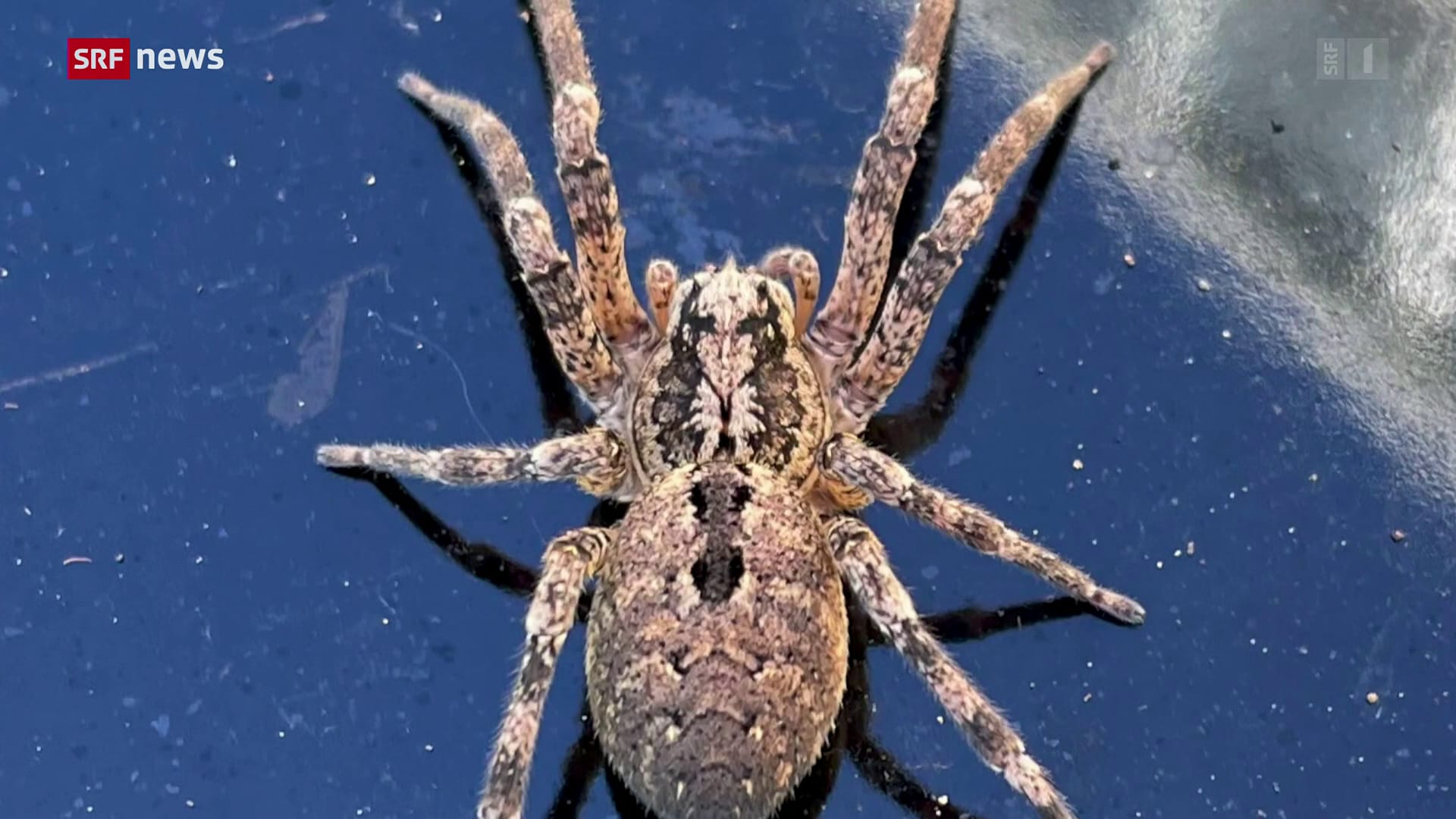 Nosferatu-Spinne breitet sich in der Schweiz aus - Schweiz aktuell ...