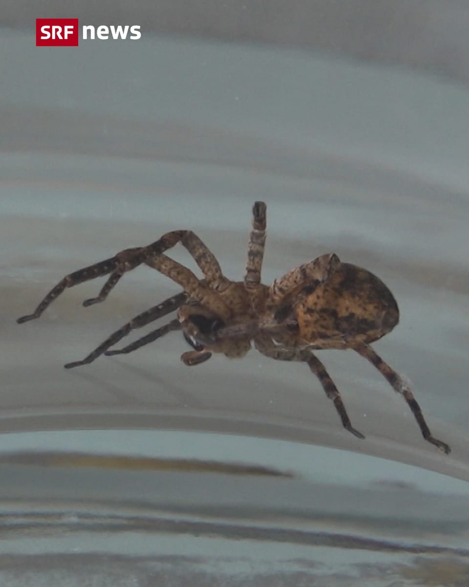 Invasive Spinne breitet sich in der Schweiz aus - SRF News Videos ...