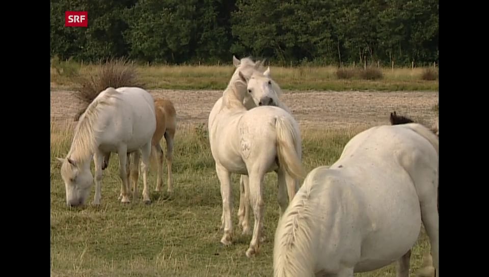 Vom hohen Ross - Pferd - DOK – Netz Natur - Play SRF
