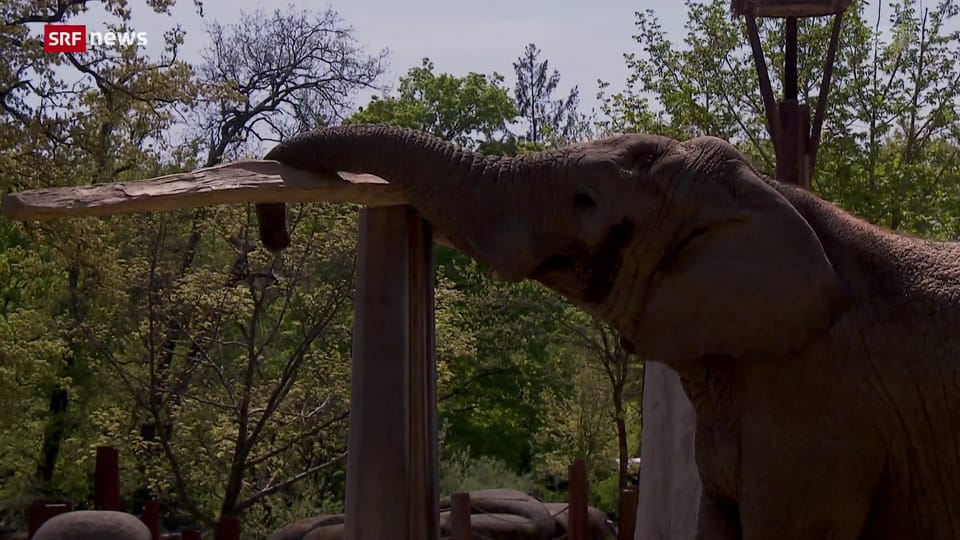 Elefant «Tusker» im Basler Zoo eingeschläfert - 10 vor 10 - Play SRF