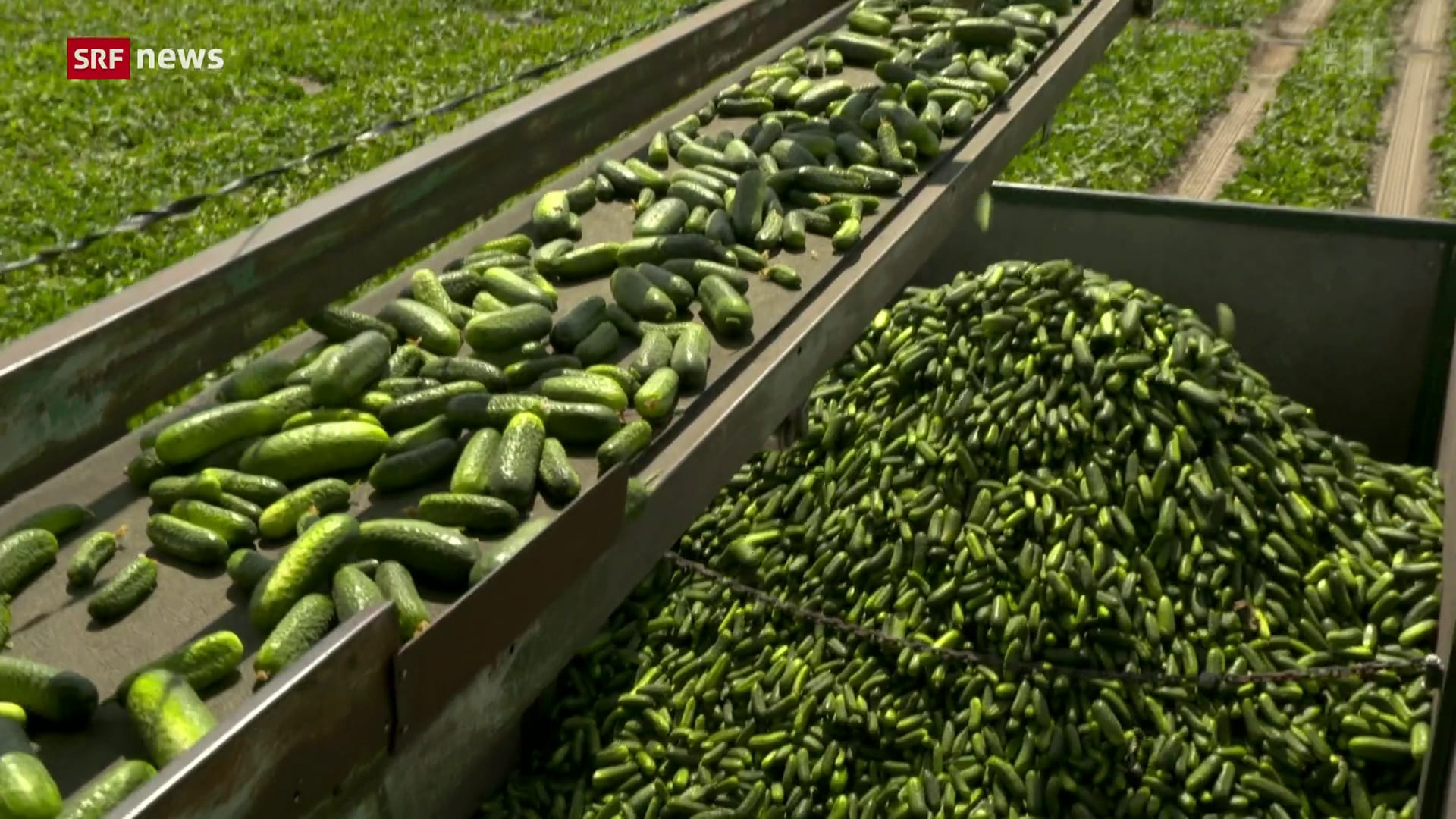 Spreewald-Gurke in Bedrängnis - Tagesschau - Play SRF
