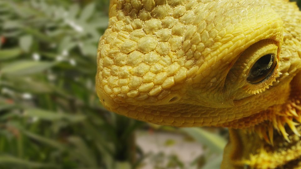 Verkrüppelte Reptilien – Warum exotische Tiere in der Schweiz oft ...