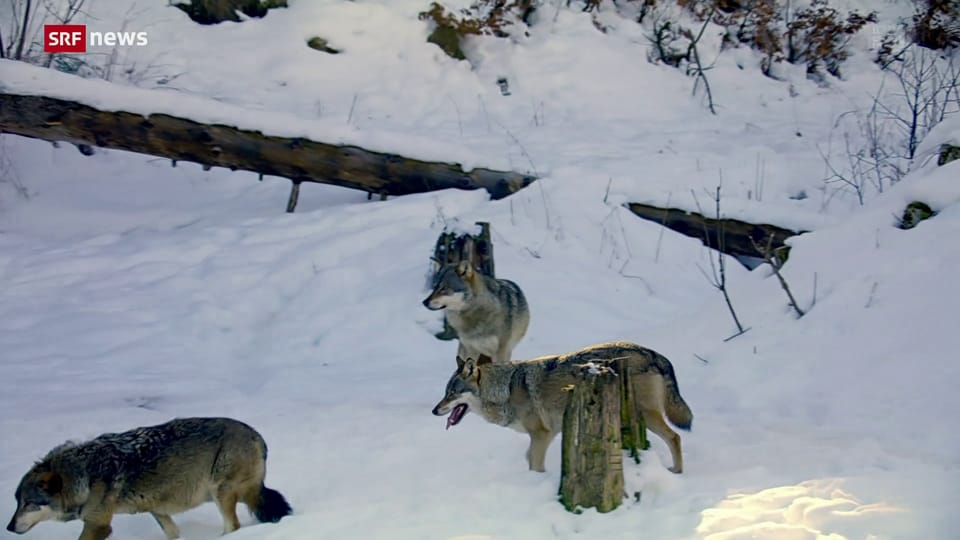 Jagd auf den Wolf - 10 vor 10 - Play SRF