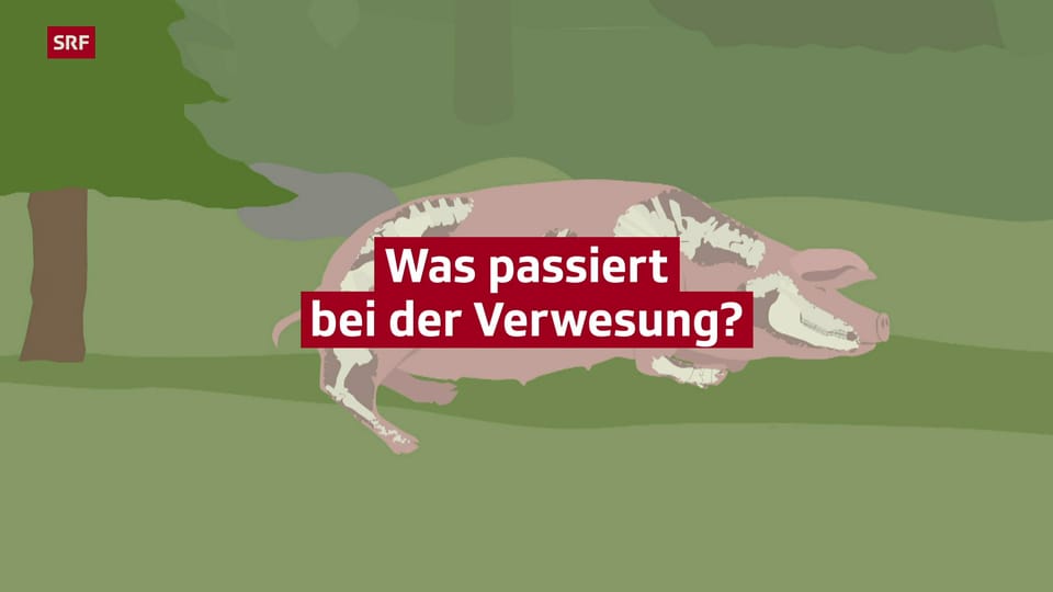 Wissen für alle – Was passiert bei der Verwesung? - SRF Videos zur ...
