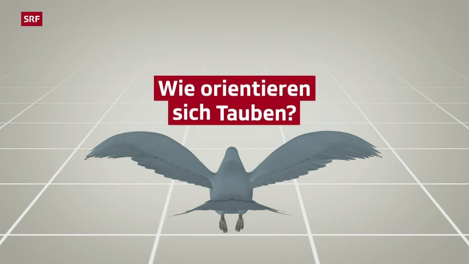 Wissen für alle – Wie orientieren sich Tauben? - SRF Videos zur kostenlosen Nutzung - Play SRF