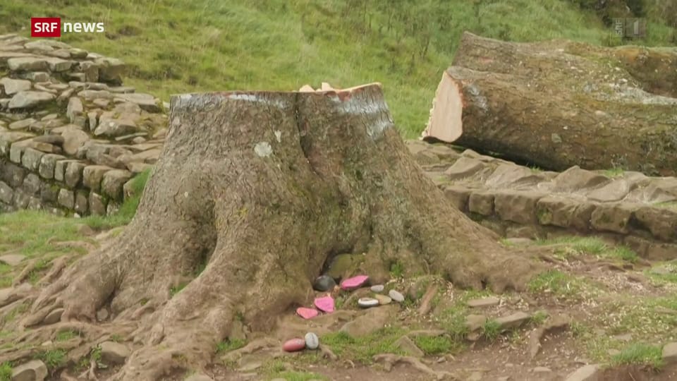 Zweites Leben für «Robin-Hood-Baum» - Tagesschau - Play SRF