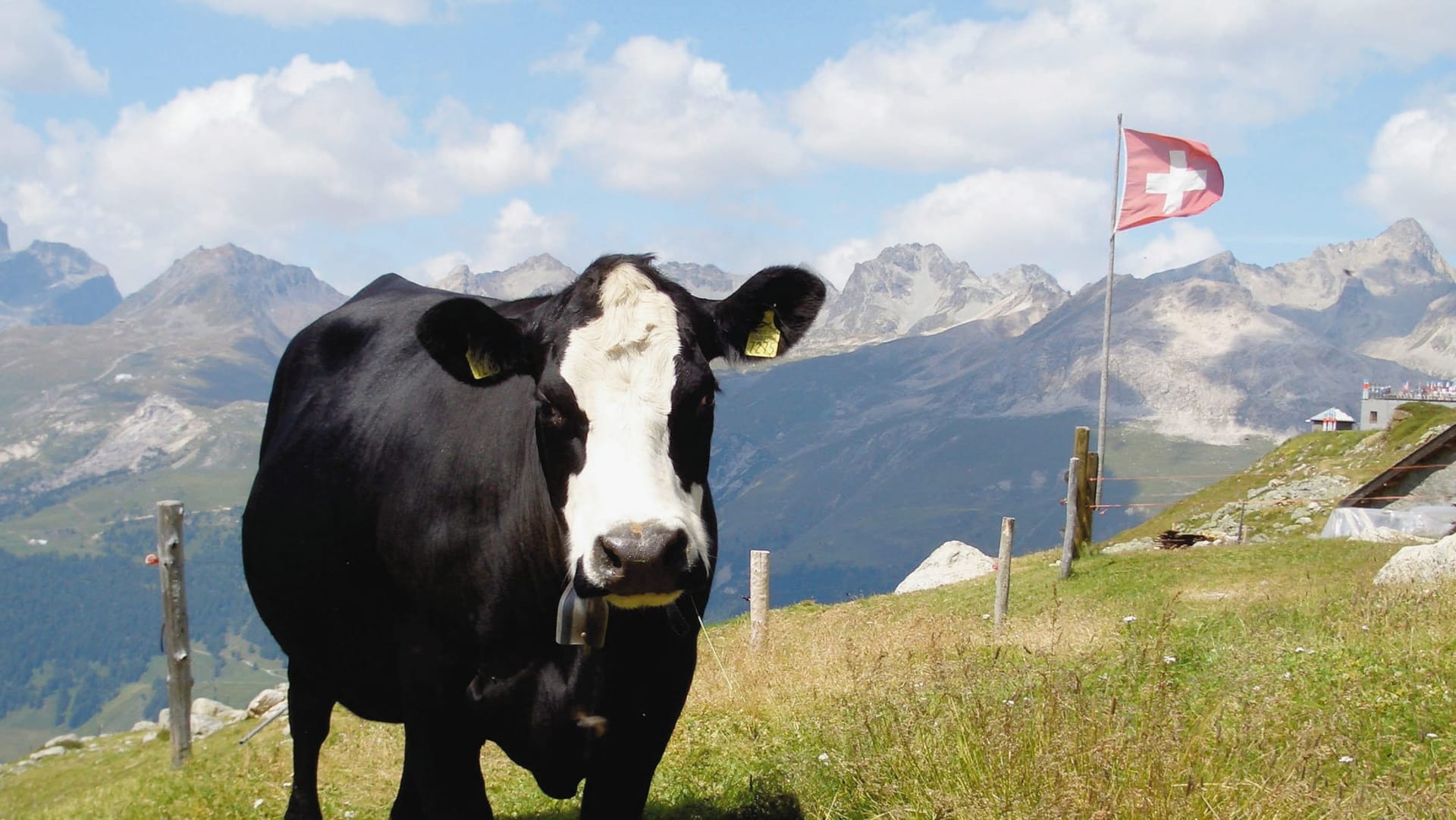 Kuh-Schweiz? - DOK – Netz Natur - Play SRF