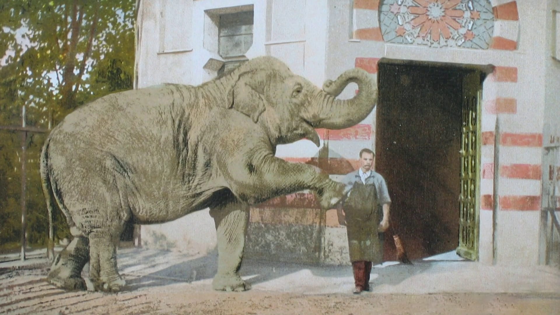 150 Jahre Zoo Basel: Die Geschichte des Basler «Zolli» - Kultur - SRF