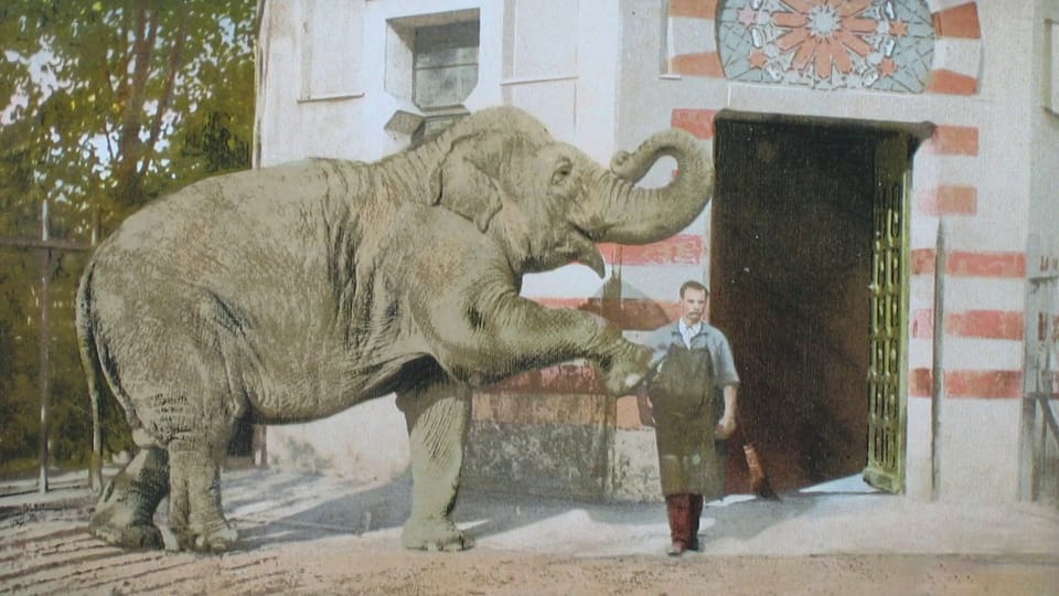 150 Jahre Zoo Basel: Die Geschichte des Basler «Zolli» - Kultur - SRF