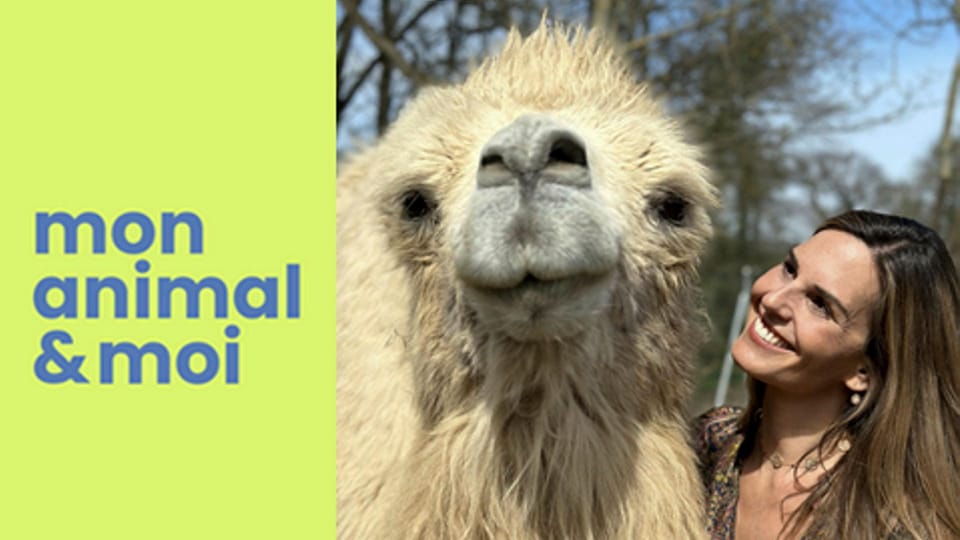 Mon animal et moi - Play RTS