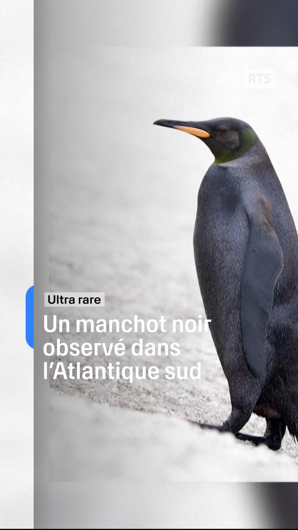 Un manchot entièrement noir repéré dans l'Atlantique sud - L'actu en ...