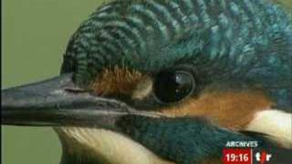 Le Martin-Pêcheur, oiseau chéri mais menacé - Couleurs locales - Play RTS